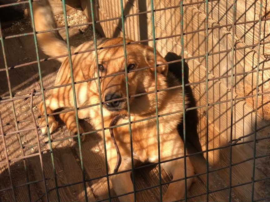 Собака в добрые руки