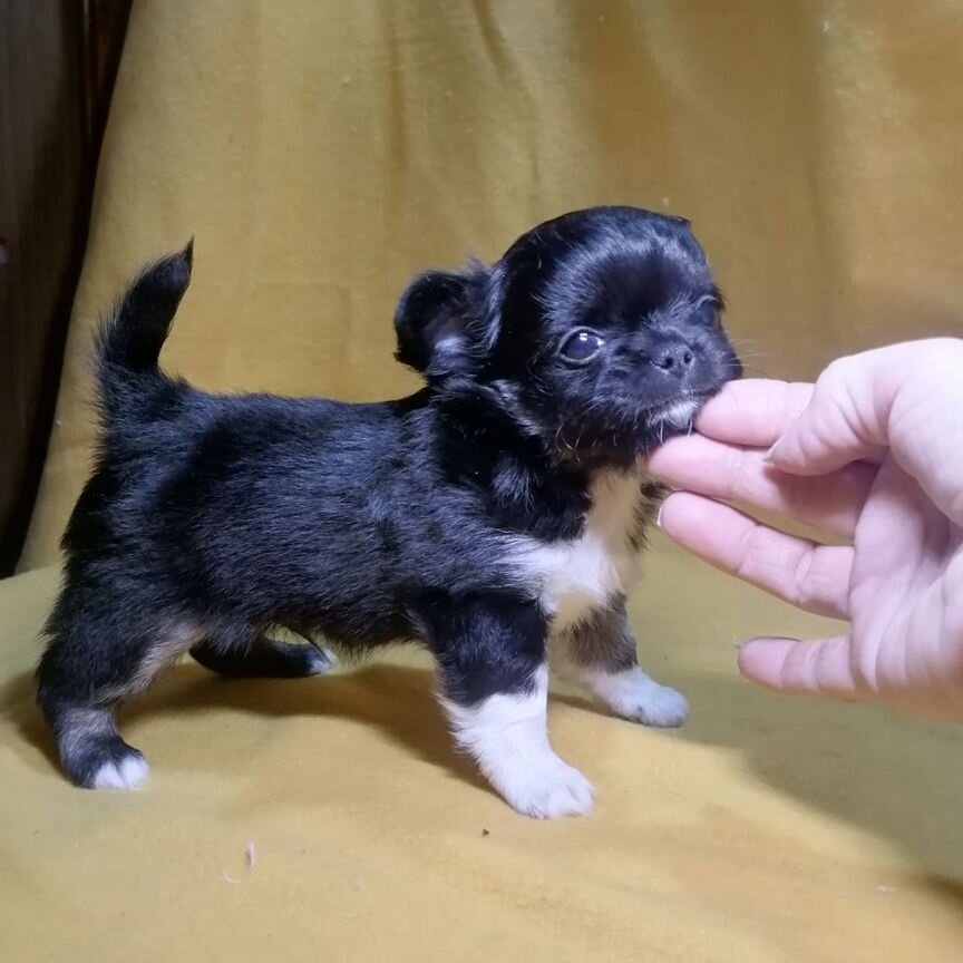 Щенок чихуахуа