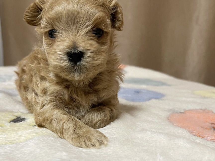 Щенки мальтипу f1 мини