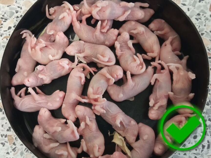 Кормовые мыши голыши / опушата / Корм для рептилий