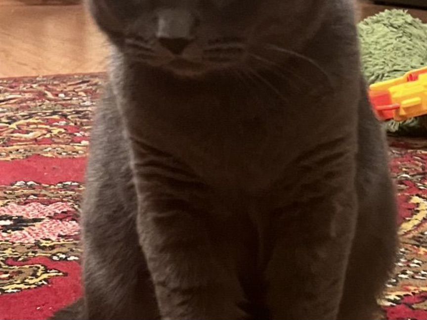 Британский кот