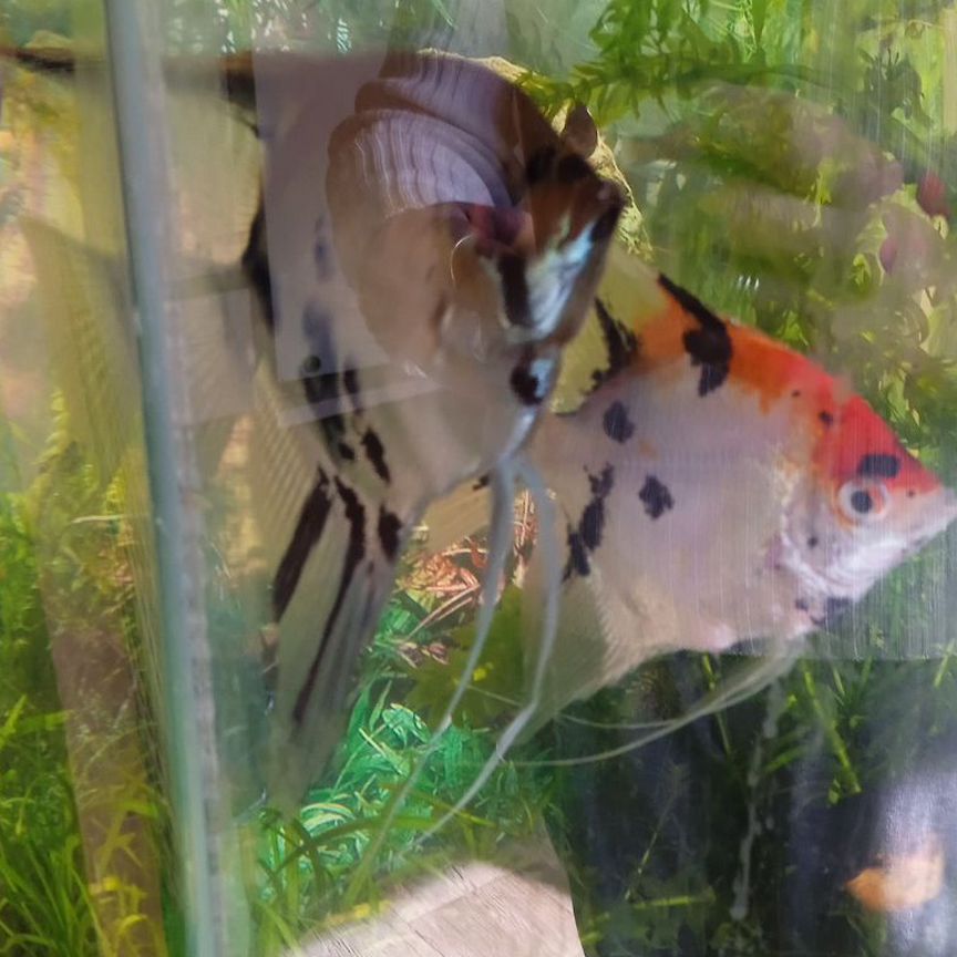 Нерестовая пара скалярий