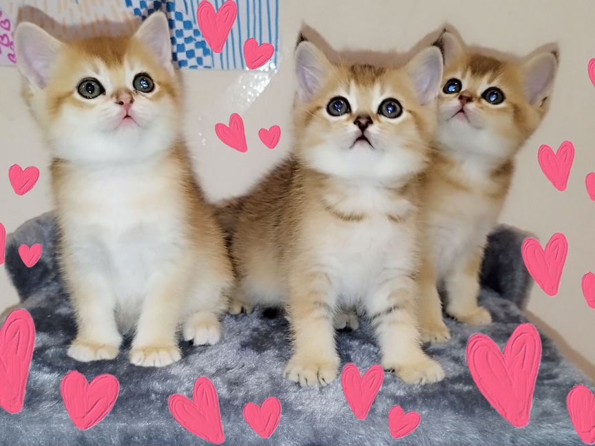 Шотландские котята