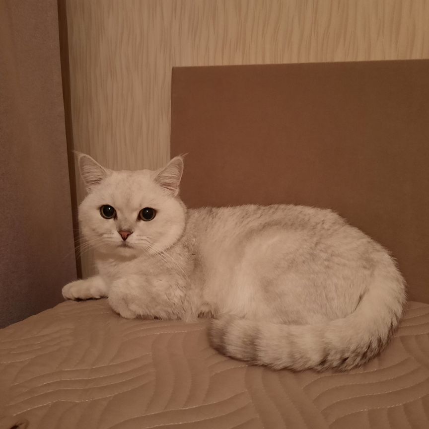 Ищем кошку для кота, серебристая шиншилла