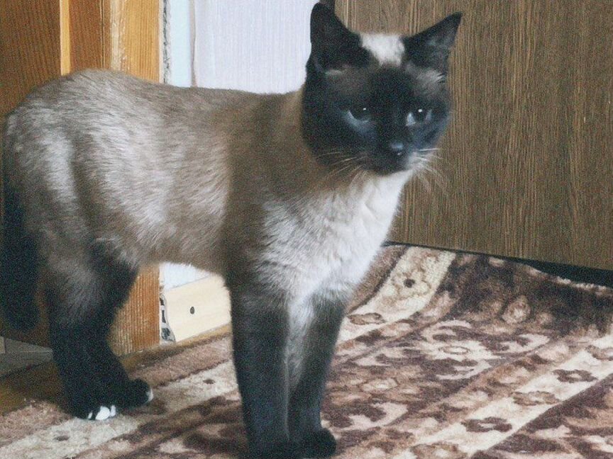 Отдадим прекрасных кота и кошку