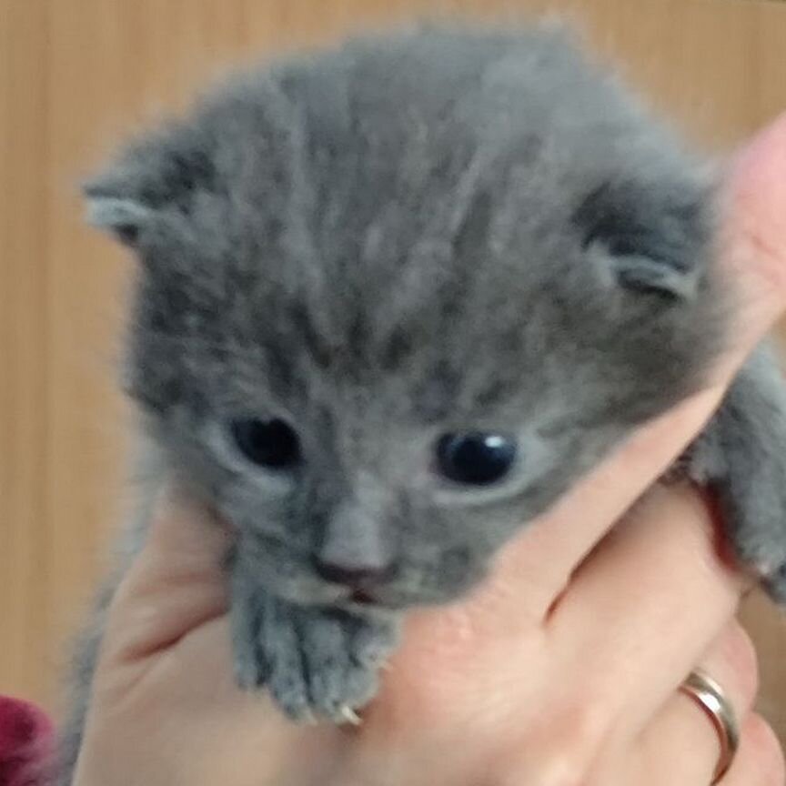 Британский короткошёрстный котёнок