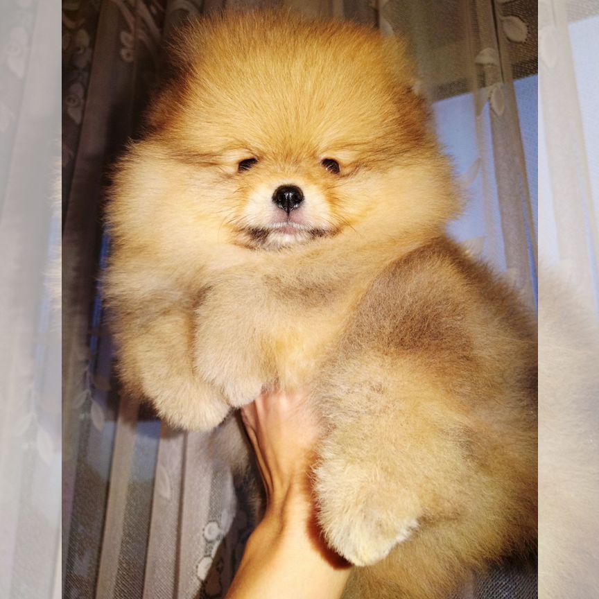 Померанский шпиц, щенок
