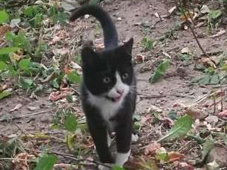 Котенок мёрзнет на улице