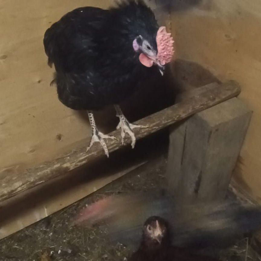 Петух Австралорп