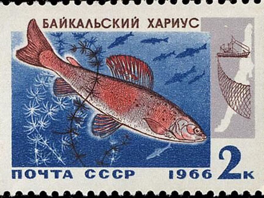 1966, сентябрь. Промысловые рыбы Байкала