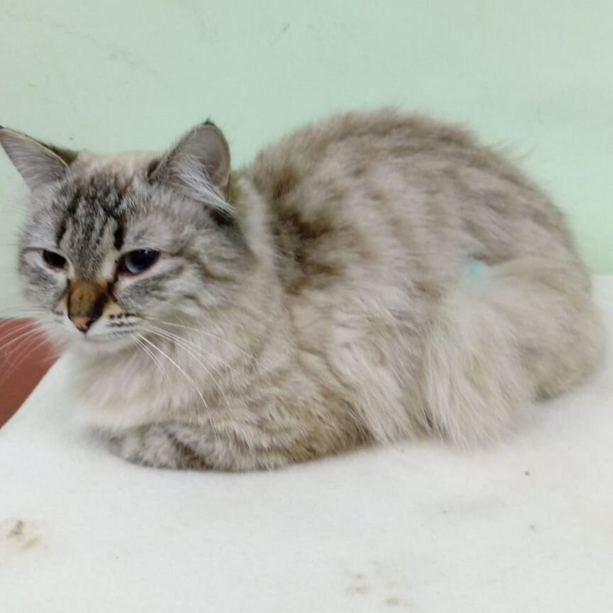 Кошечка ищет дом