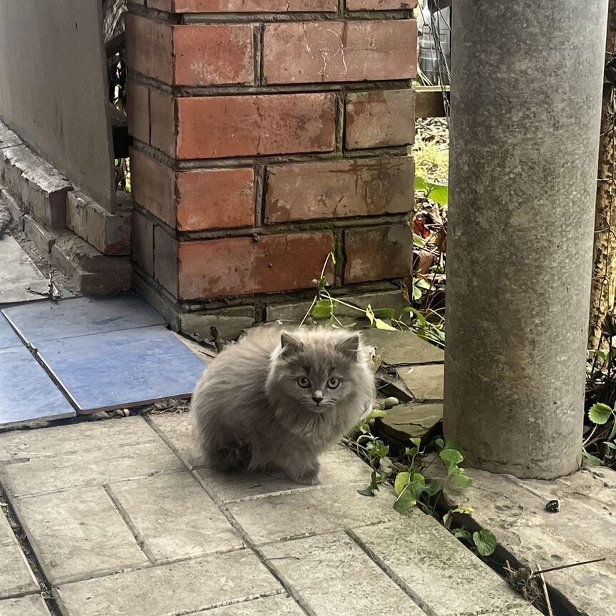 Мейн-кун котёнок