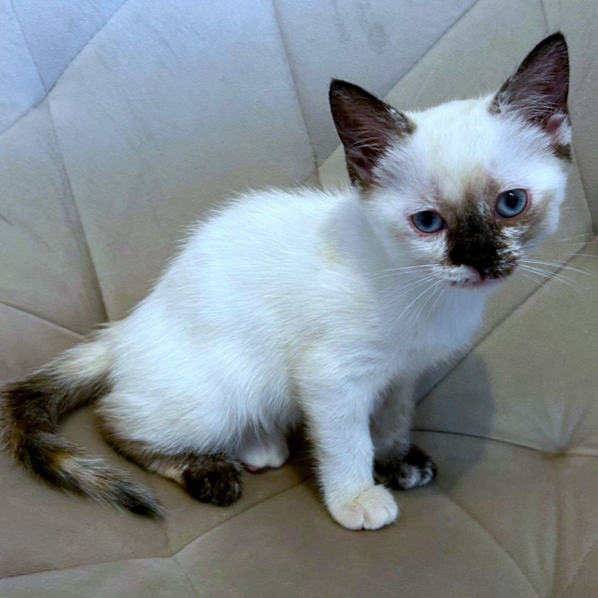 Котёнок в добрые руки