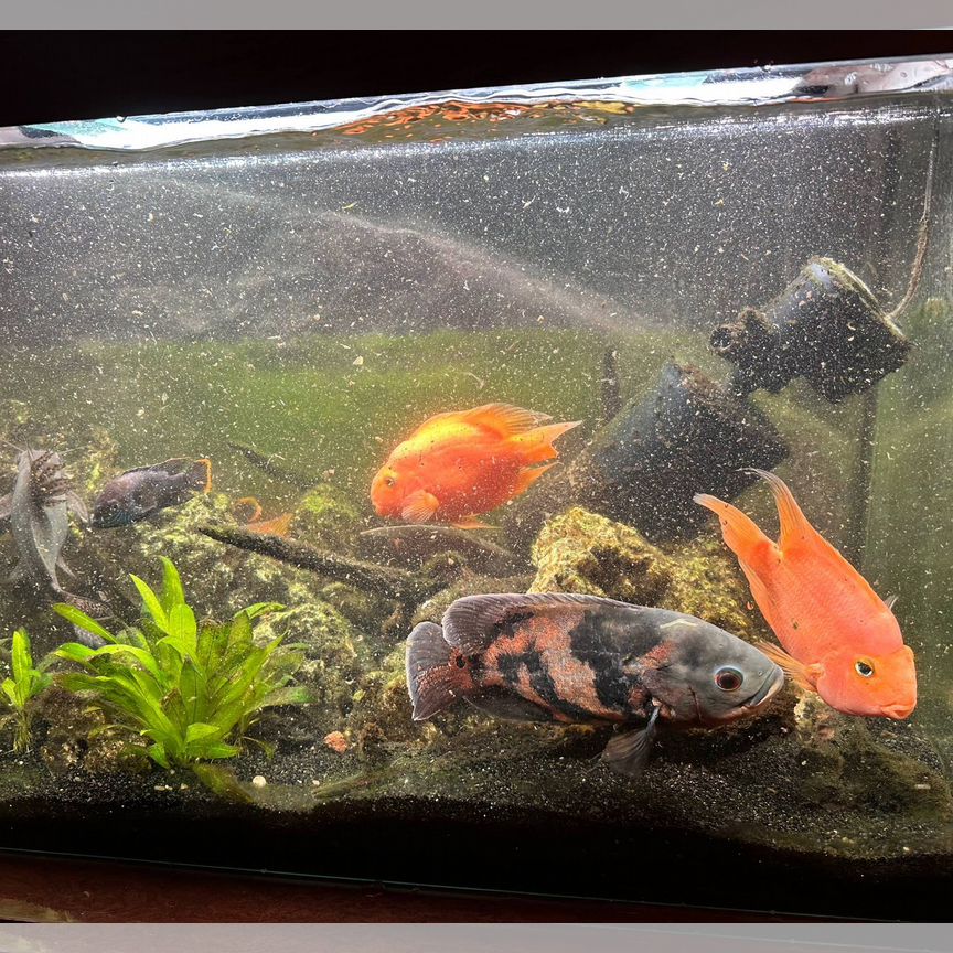 Аквариумные рыбки астранотусы, попугаи,акары