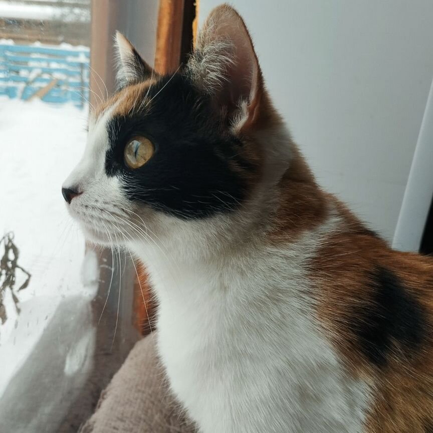 Кошка Стеша в добрые руки