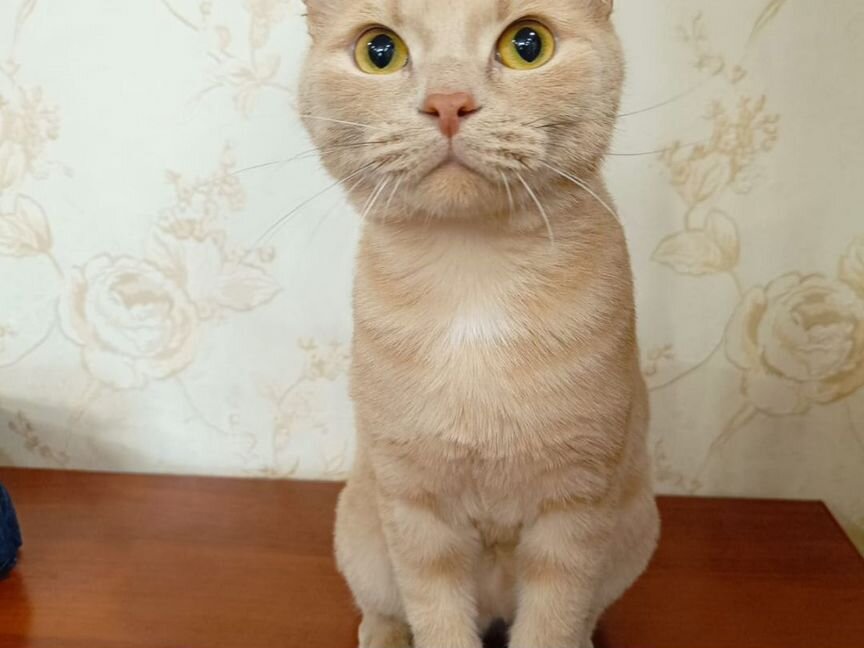 Отдается котик по причине аллергии у ребенка