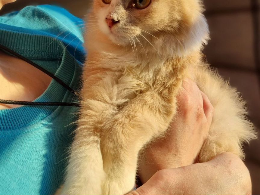 Рыжий пушистый котенок
