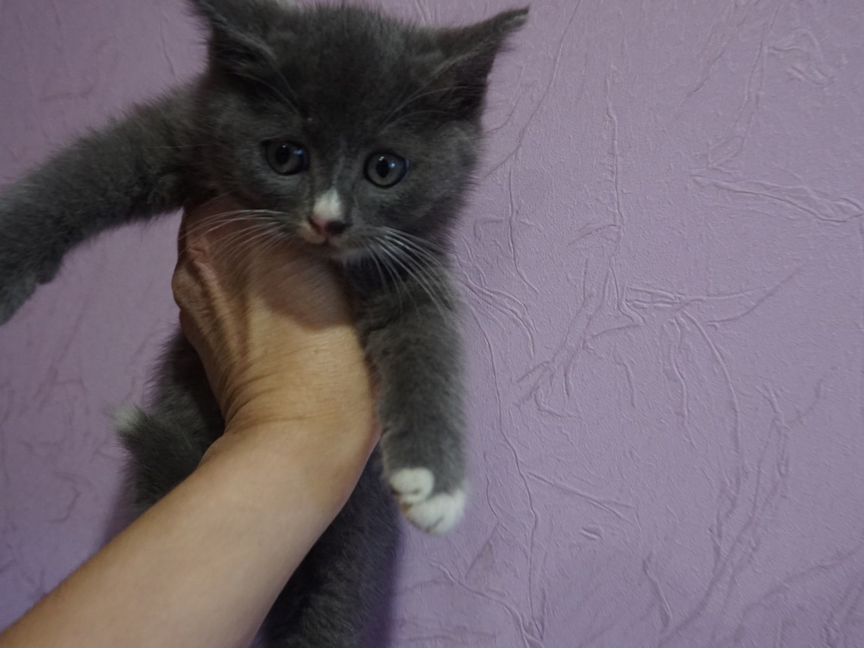 Дымчатый котенок девочка Бруня ищет семью