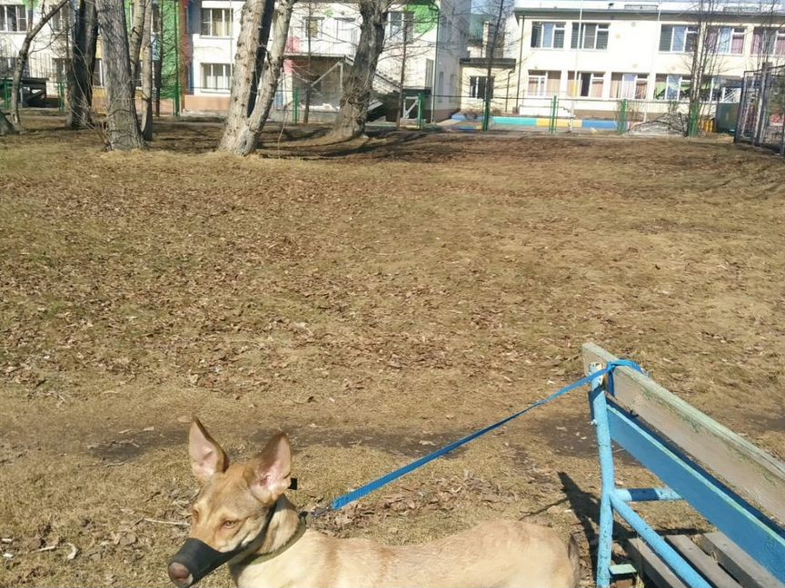 Собака в добрые руки щенок