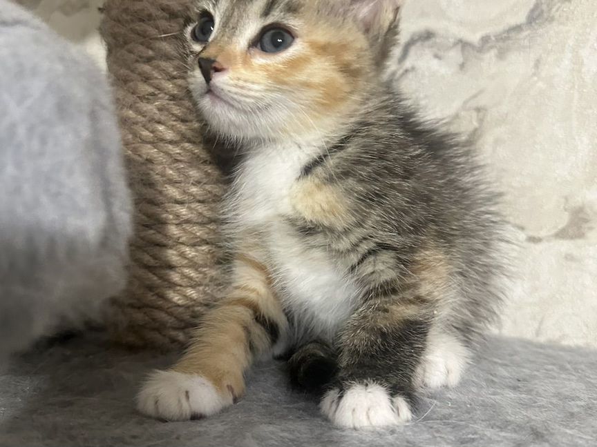 Котенок 1 месяц, девочка