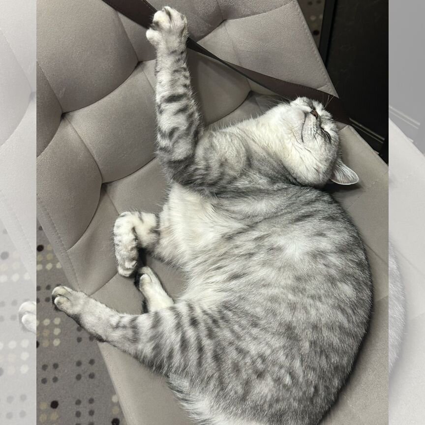 Кошачьи усы