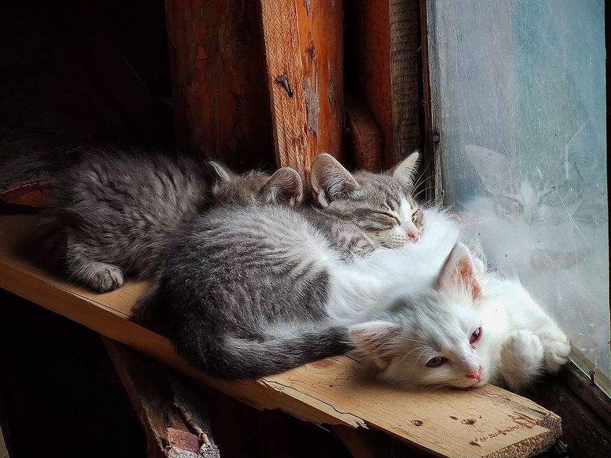 Котята в добрые руки бесплатно