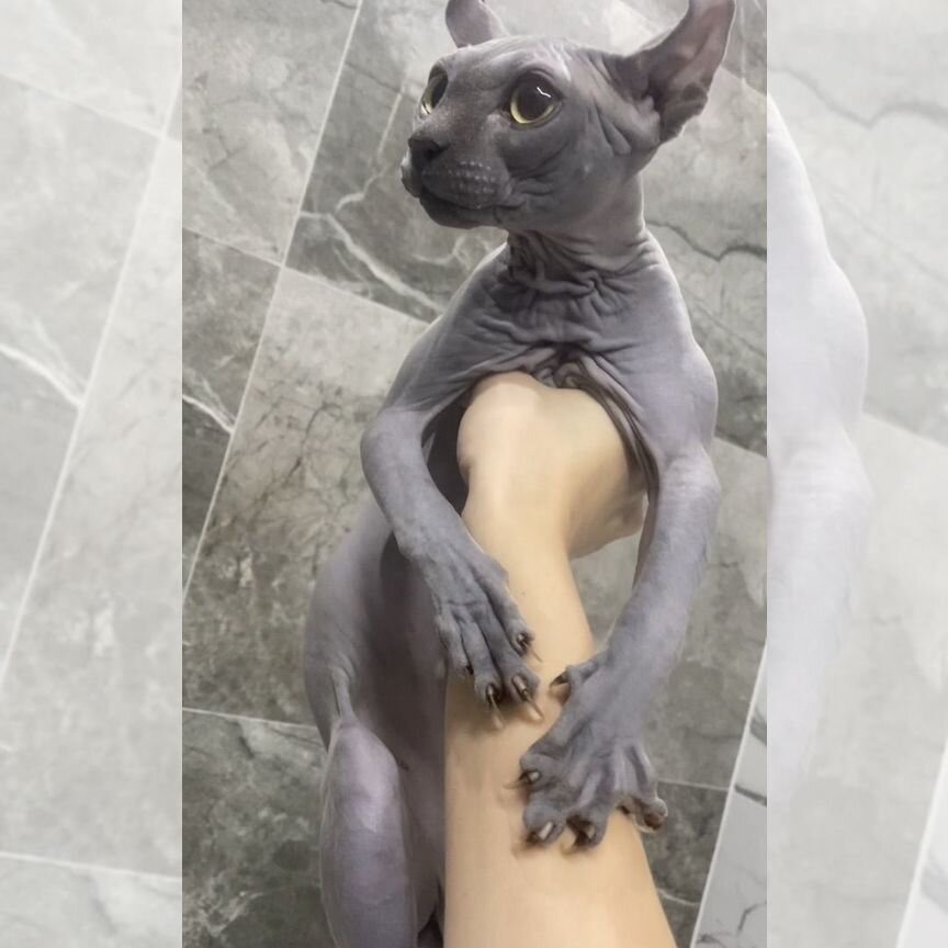 Кот на вязку эльф сфинкс