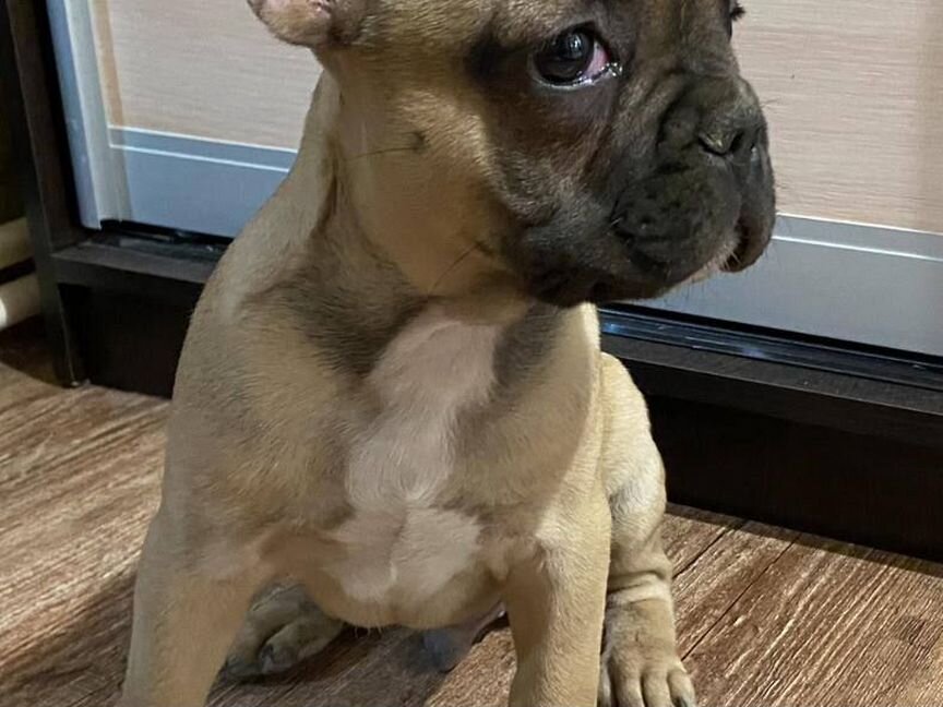 Французский бульдог мальчик 3 месяца