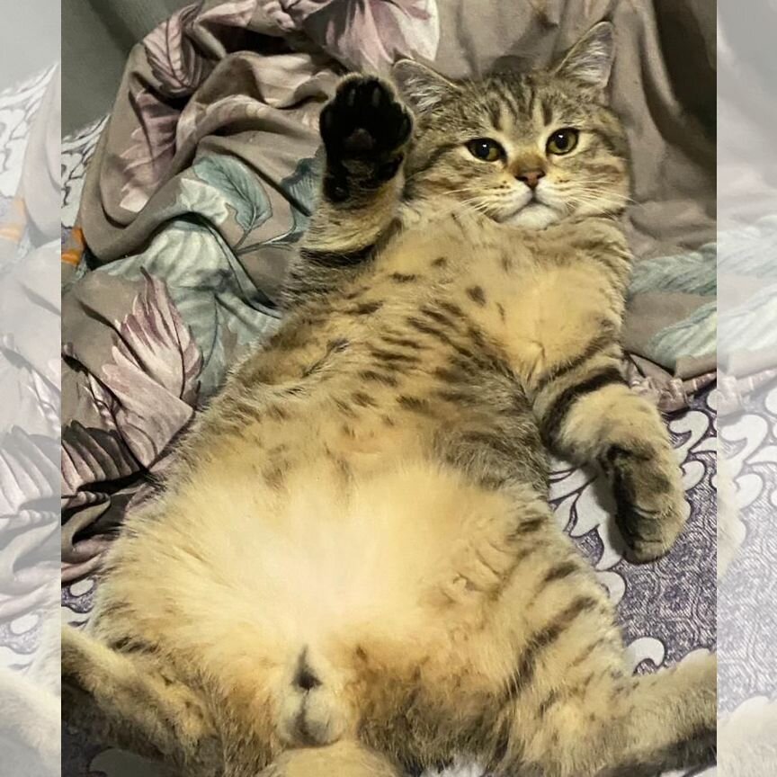 Котенок Британец