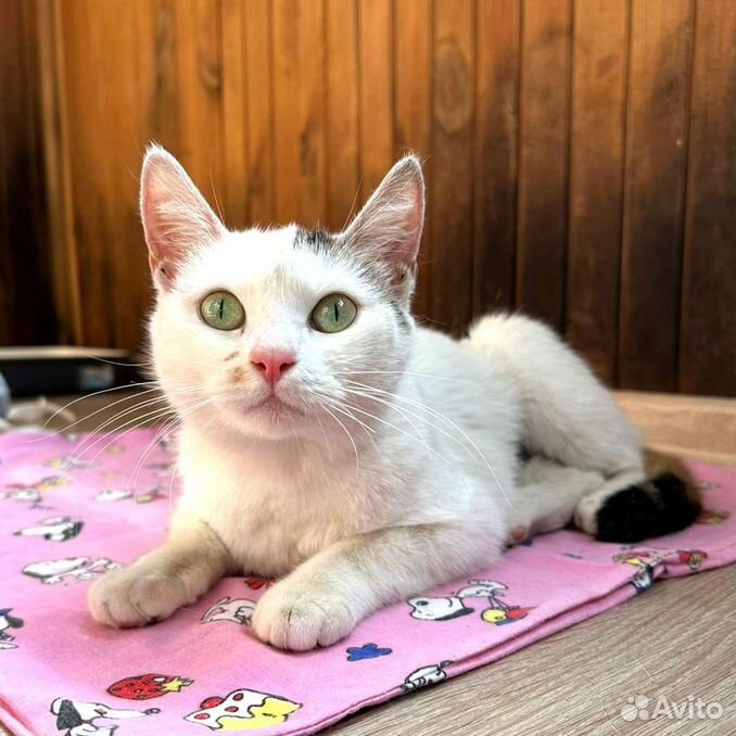 Кошка Шанель собирает чемодан