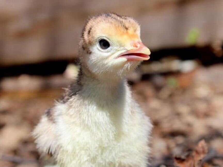 Индюшата подрощенные