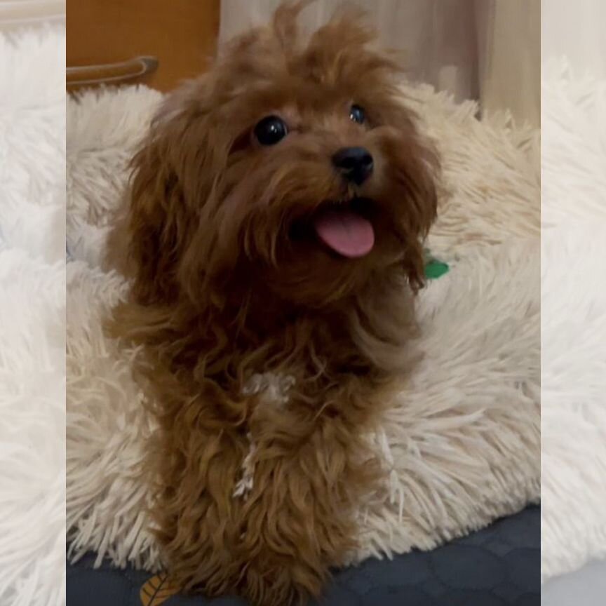 Кавапу щенок