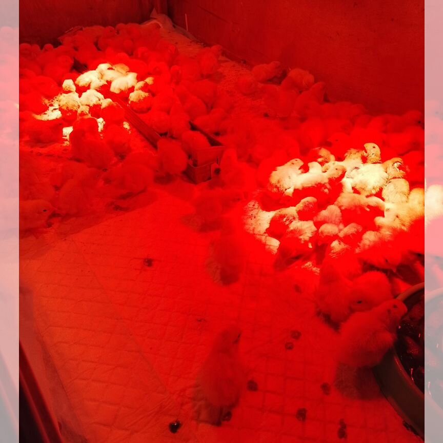 Перепелята пяти дневные