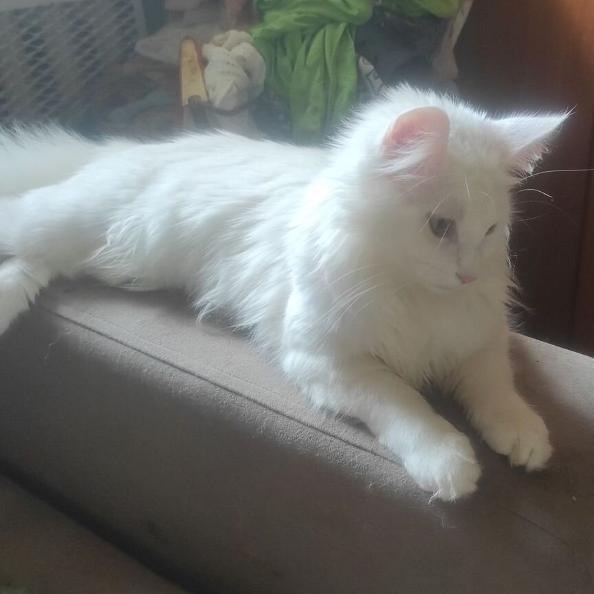 Кошки в добрые руки