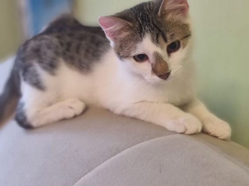 Котенок ищет дом