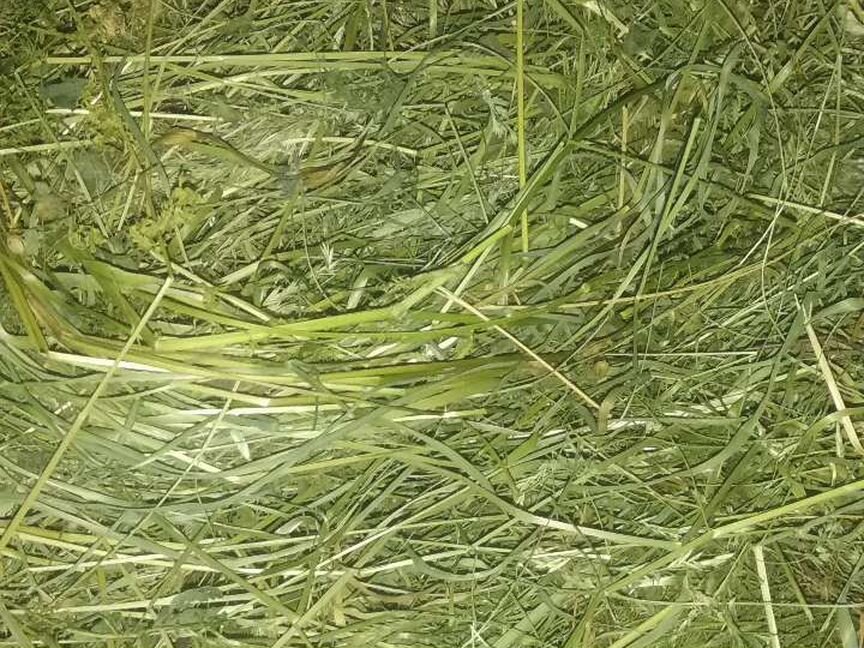 Сено луговое в мешках