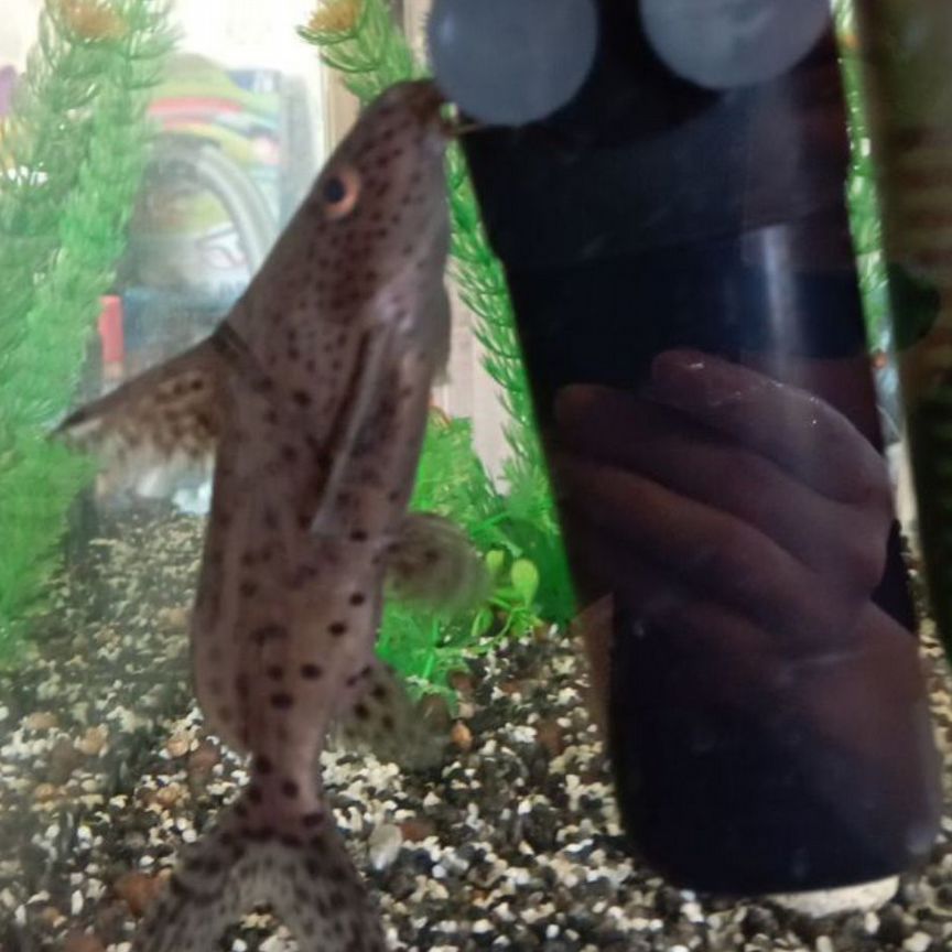 Аквариумные рыбки сомики