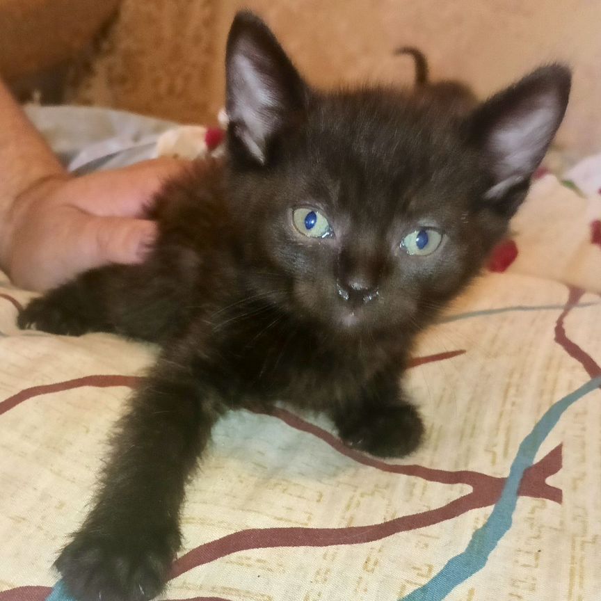 Британский короткошёрстный котёнок
