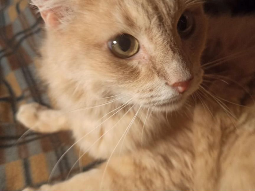 Персиковый котик