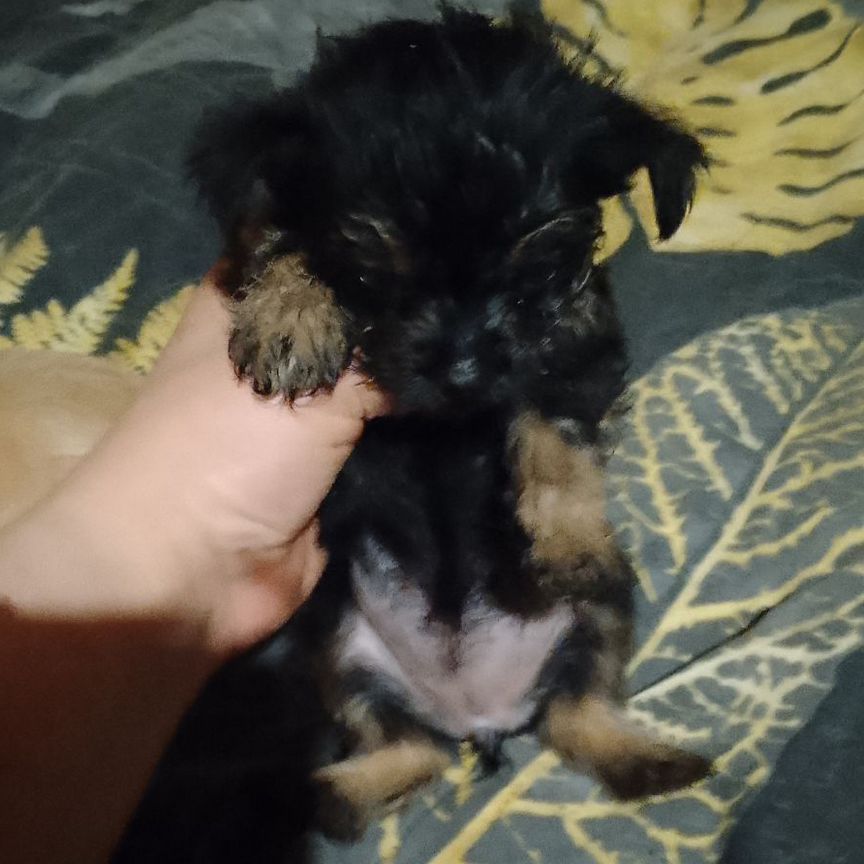 Чихуахуа, щенок