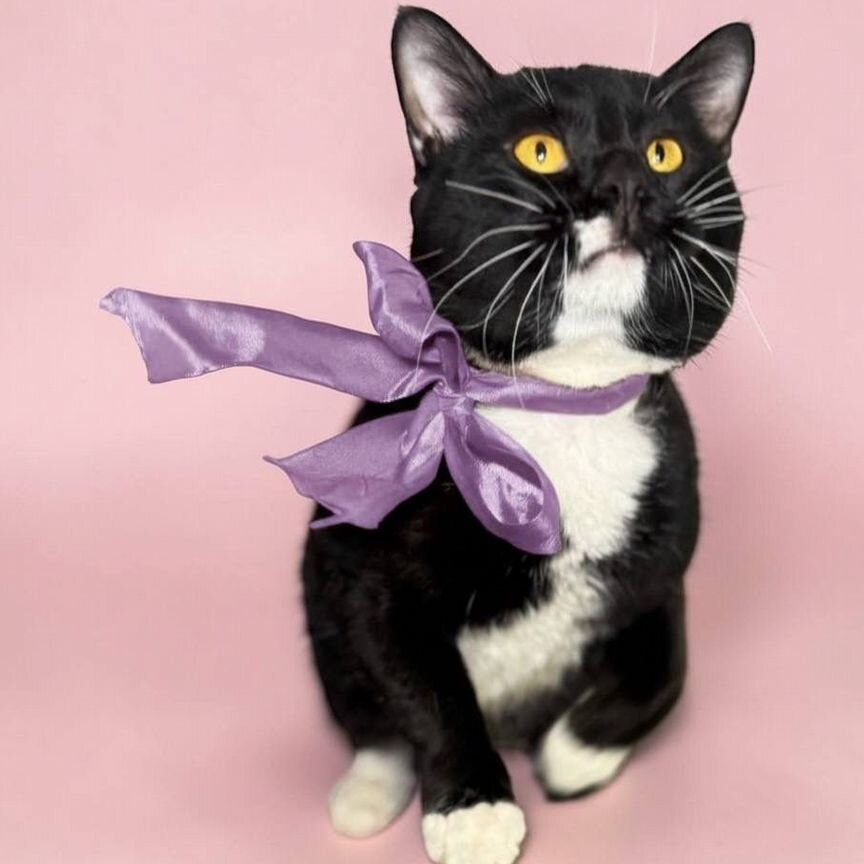 Манчкин, взрослый кот