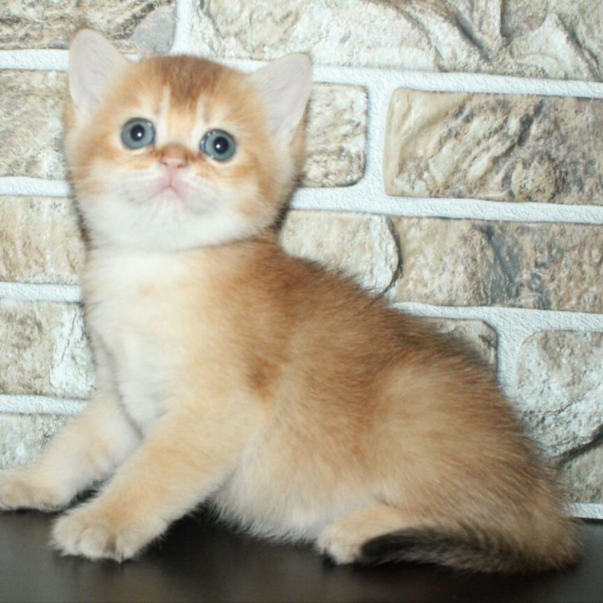 Британский короткошёрстный котёнок