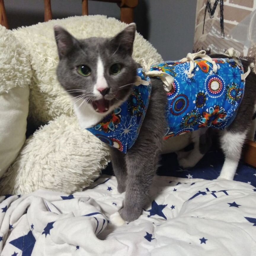 Кошечка с улицы