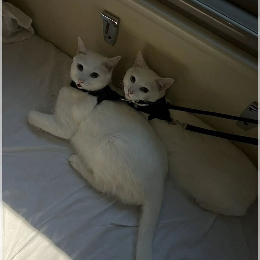 Взрослый кот в добрые руки