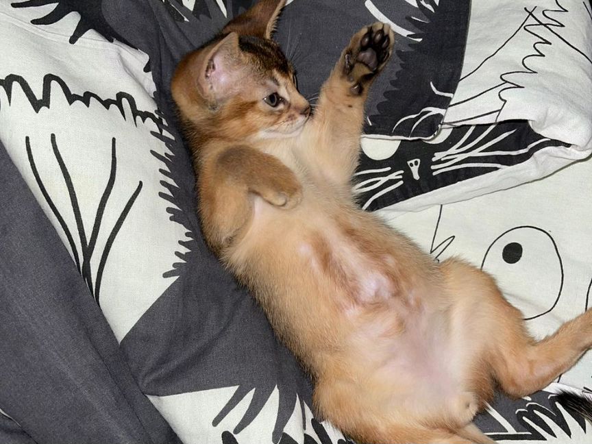 Аббисинские котята