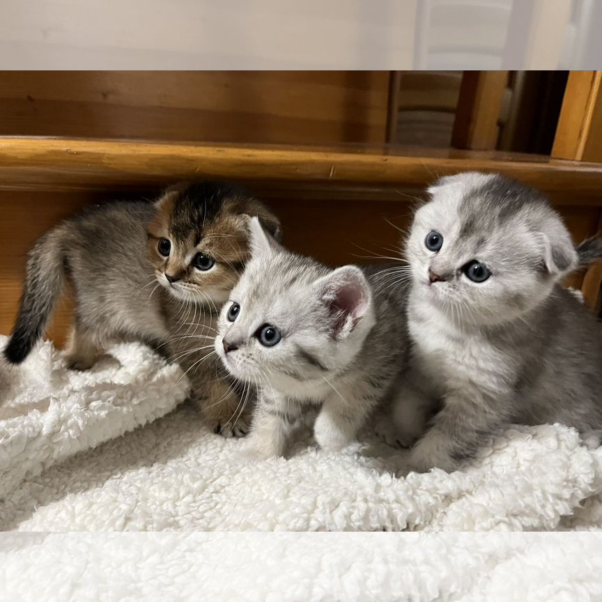 Шотландские котята