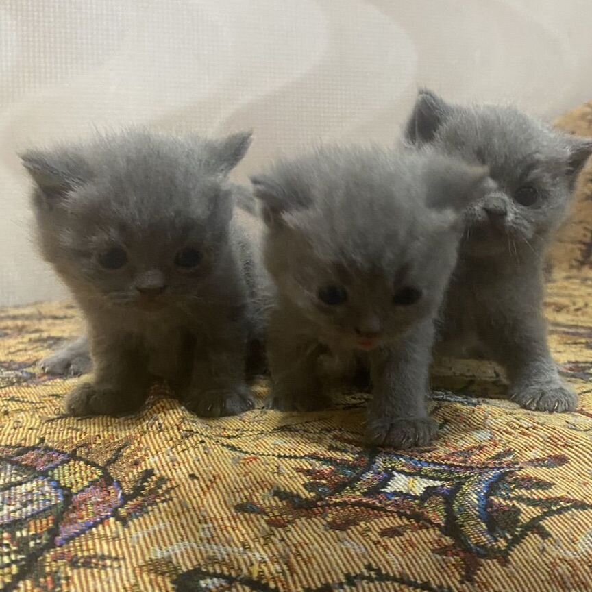 Отдам котят в добрые руки