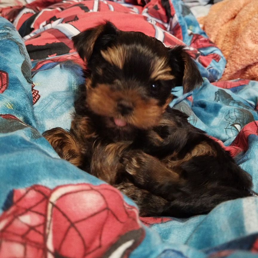 Йоркширский терьер