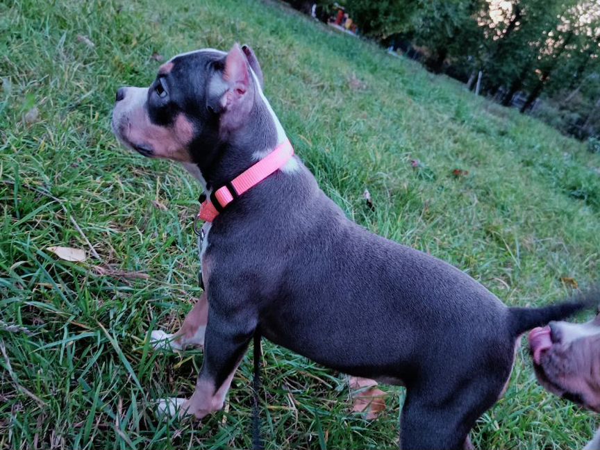 Американский булли покет