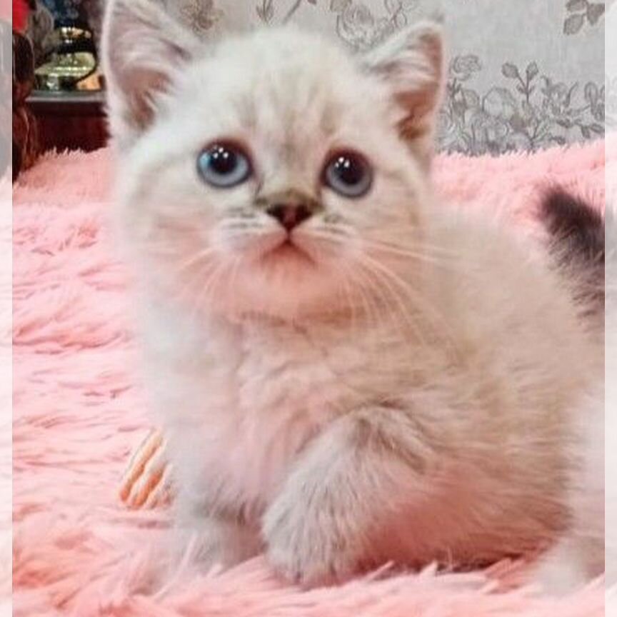 Шотландские котята колор-пойнт беби-фейс